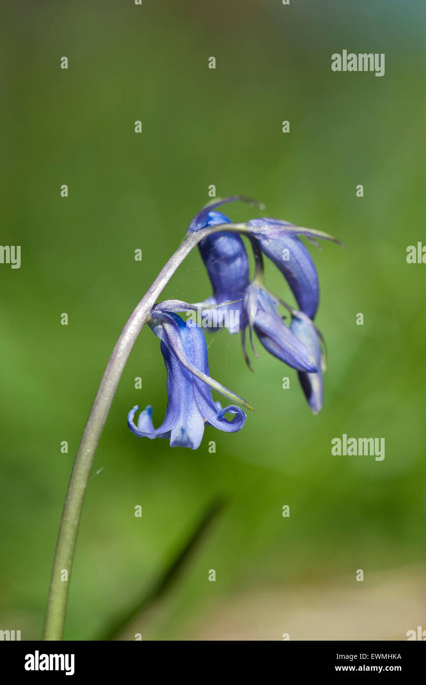Bluebell close ups hi-res stock photography and images - Alamy