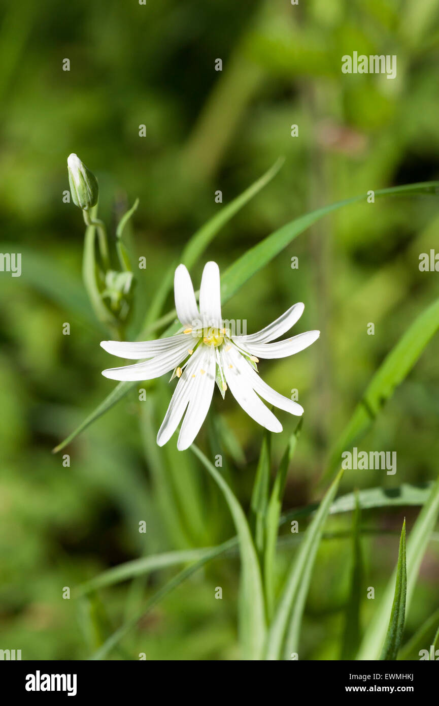Lesser stitchwort hi-res stock photography and images - Alamy
