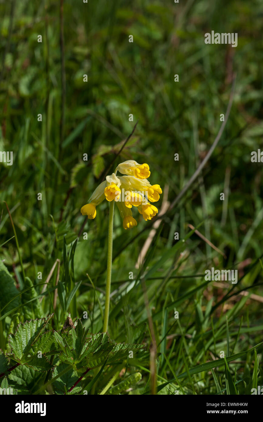 Detail close up cowslip cowslips primula veris hi-res stock photography ...