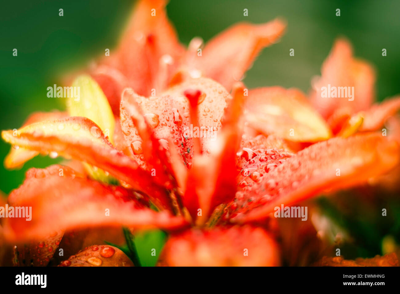 Beautiful Lily Flowers Wallpaper Stock Photo - Alamy
