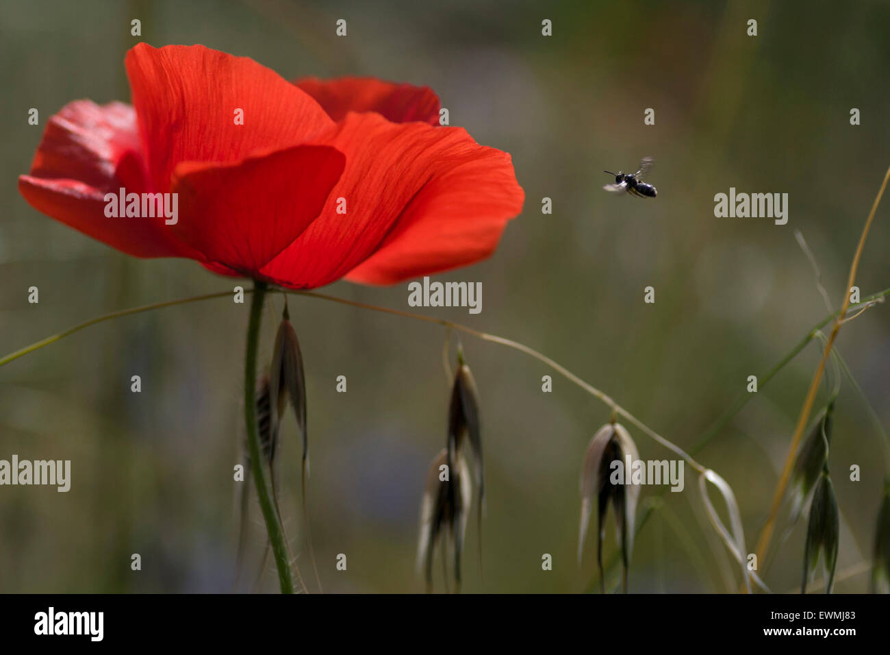 Poppy and flying bee Stock Photo - Alamy