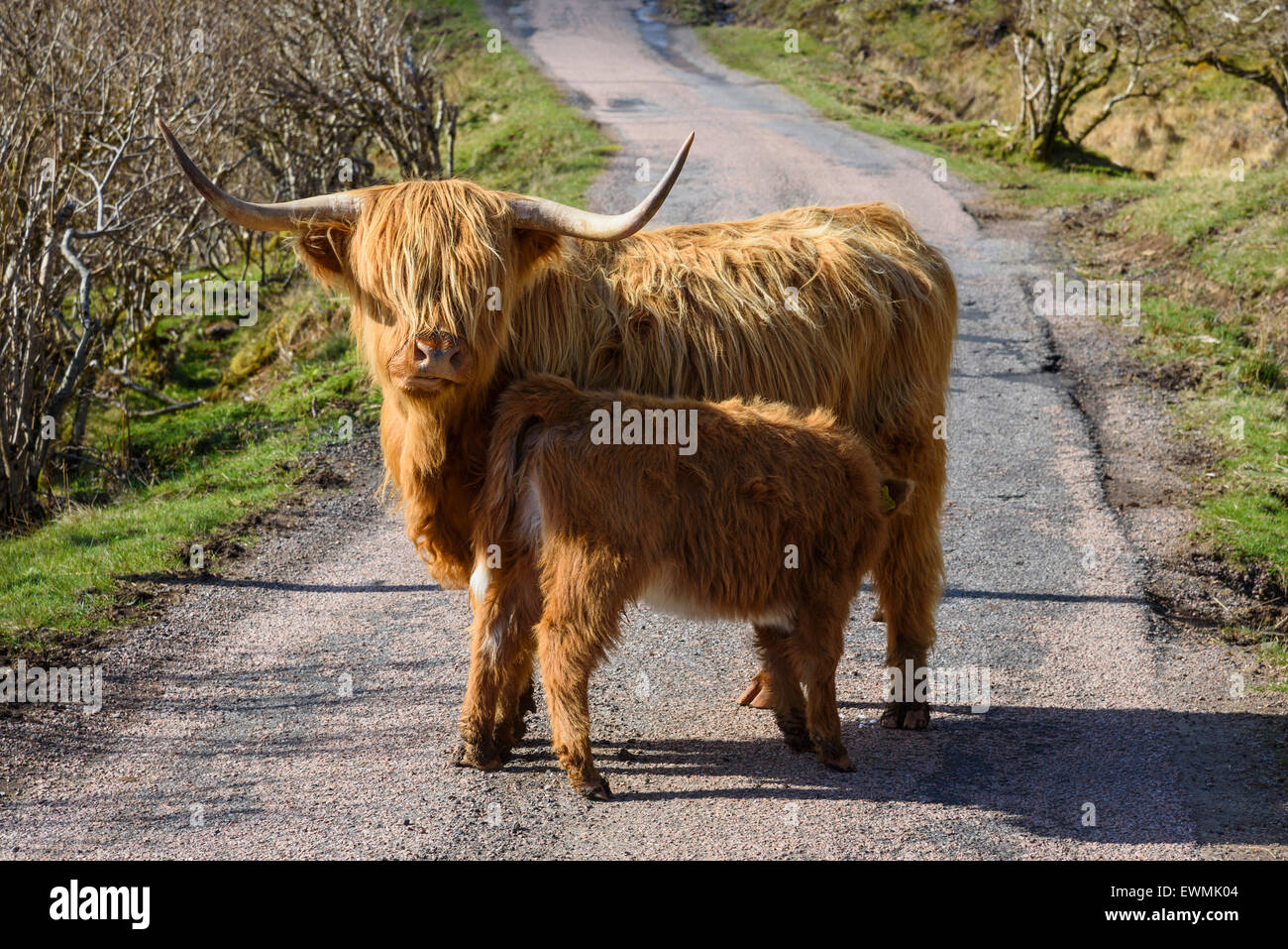 Highland Cow and calf, Isle of Mull, Hebrides, Argyll and Bute ...