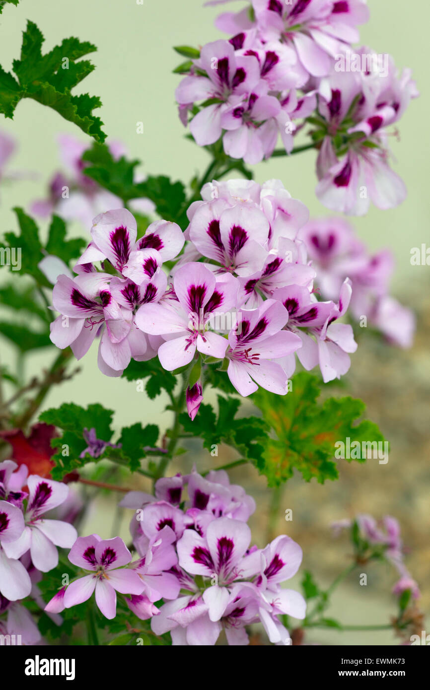 Unique pelargonium hi-res stock photography and images - Alamy