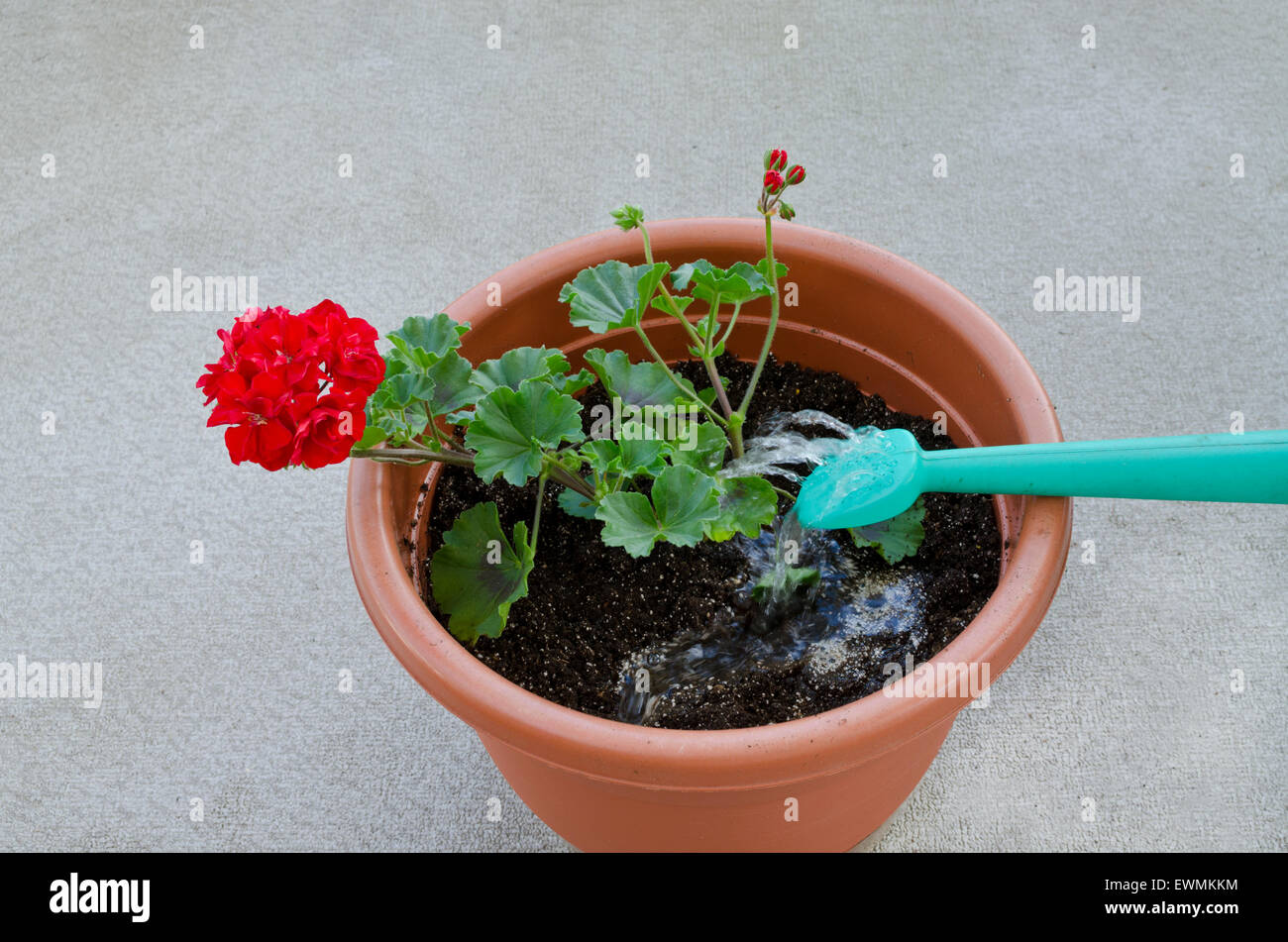 Container gardening Step 7 of 7- giving the plant (red geranium) some ...