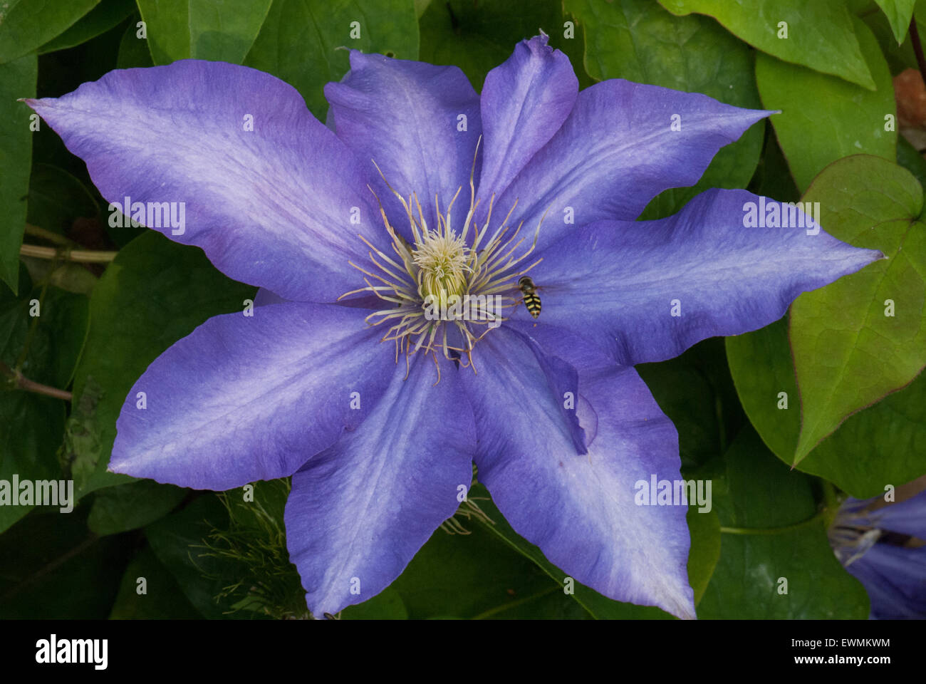 Clematis 'Daniel Deronda' Stock Photo - Alamy