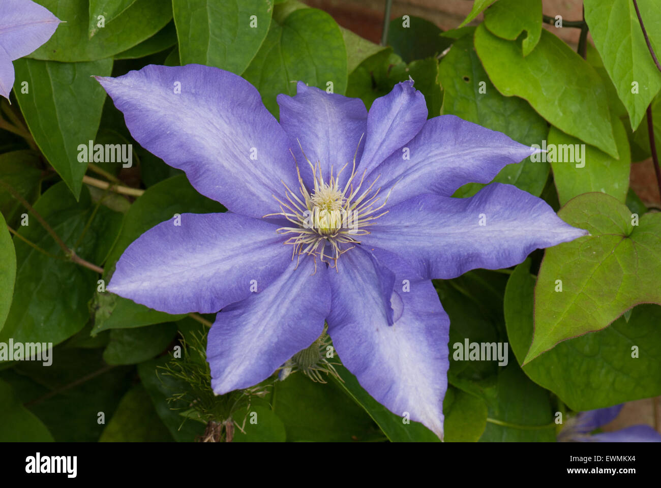 Clematis 'Daniel Deronda' Stock Photo - Alamy