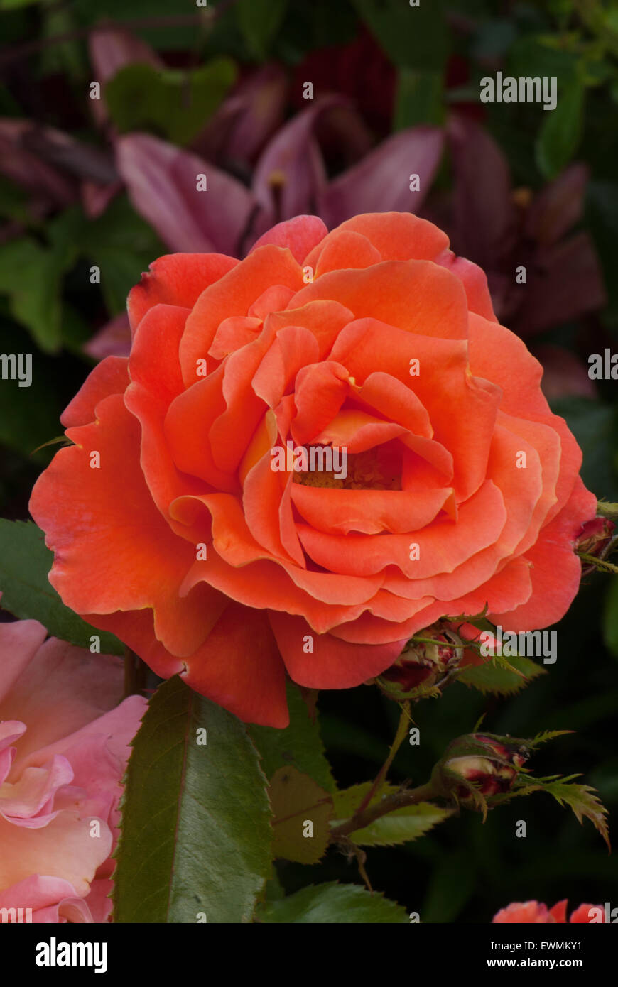 'Rosemary Harkness' rose Stock Photo - Alamy