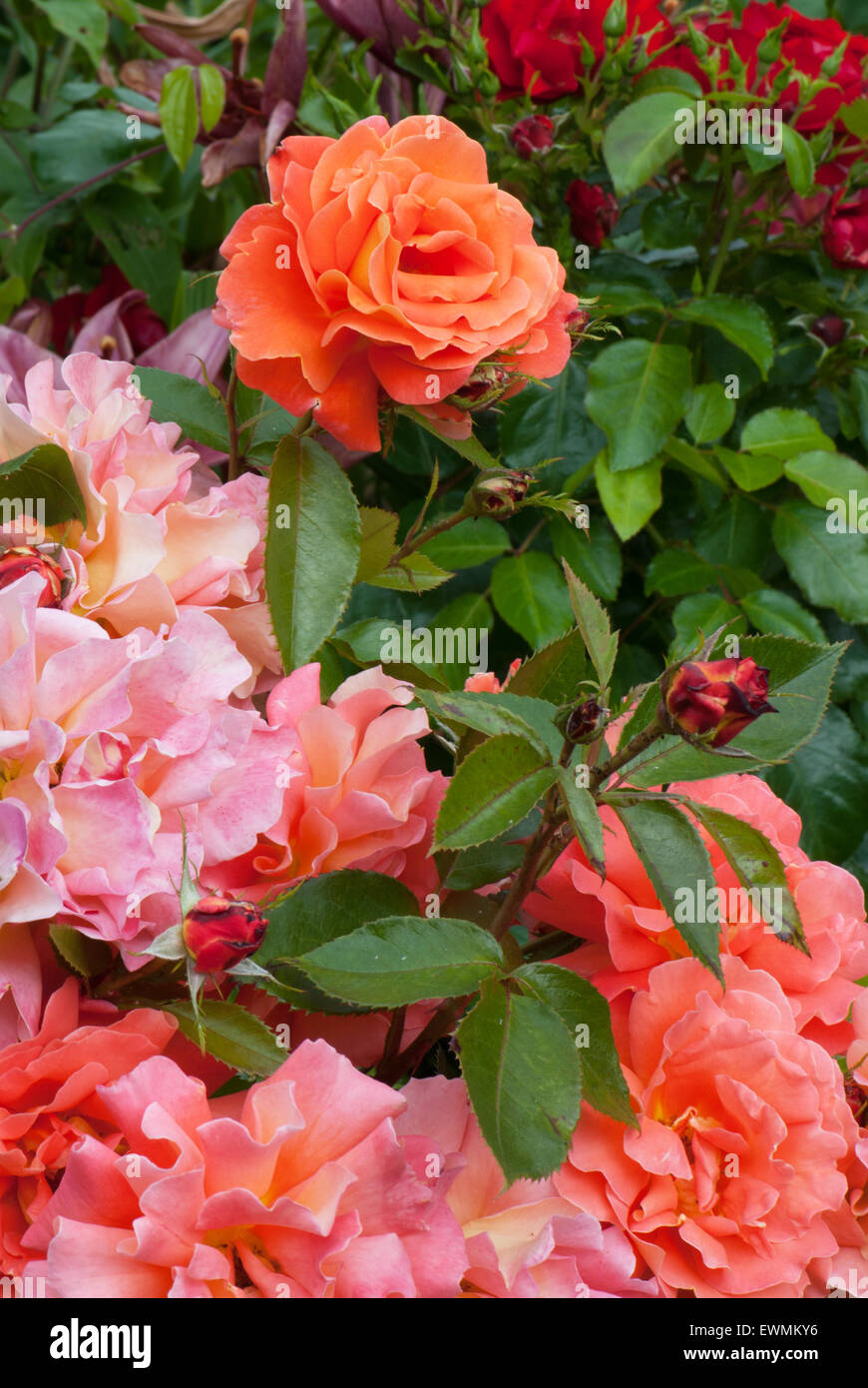 'Rosemary Harkness' rose Stock Photo - Alamy