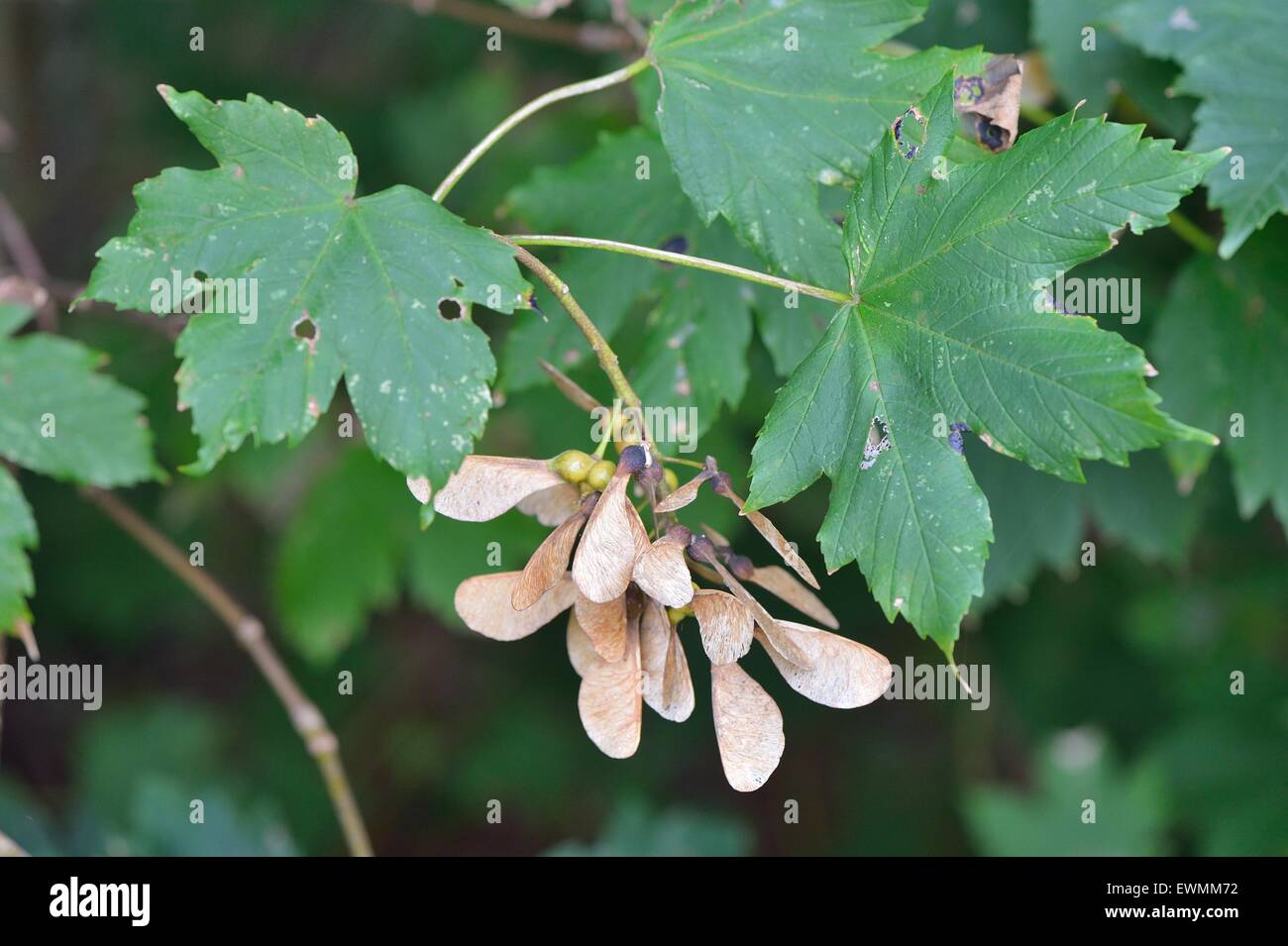 Samara fruits hi-res stock photography and images - Alamy
