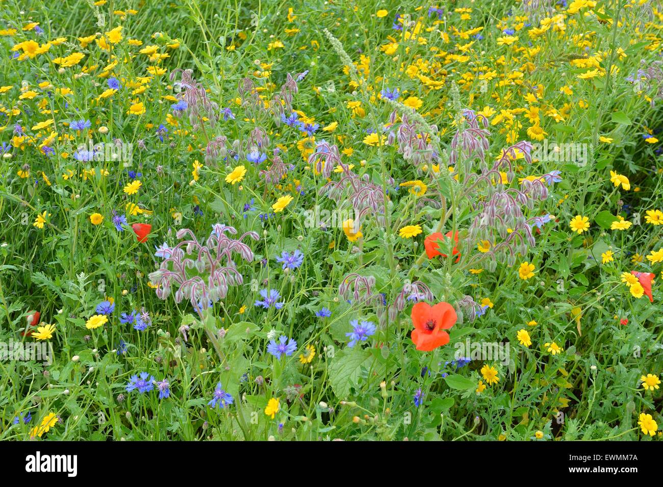 Corn Marigold & Borage & Cornflower & Common Poppy flowering in a ...