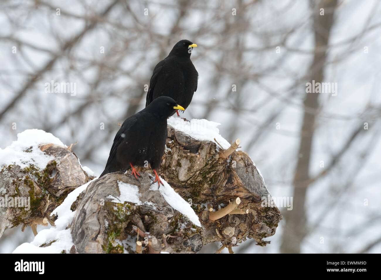 Alipine Chough - Yellow-billed Chough (Pyrrhocorax graculus) pair ...