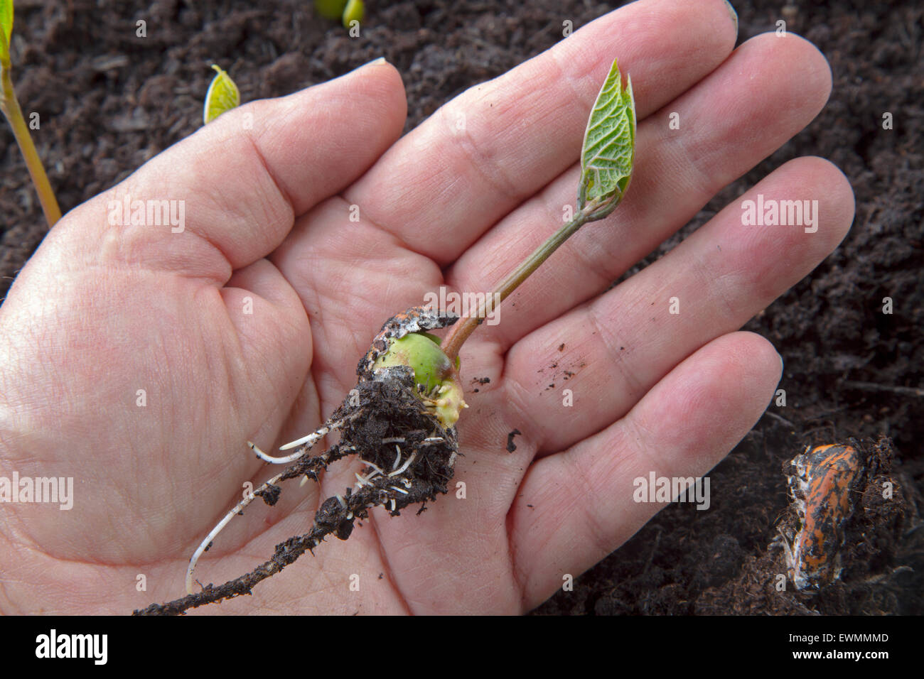 Runner Bean Plants ready for planting out Norfolk June Stock Photo - Alamy