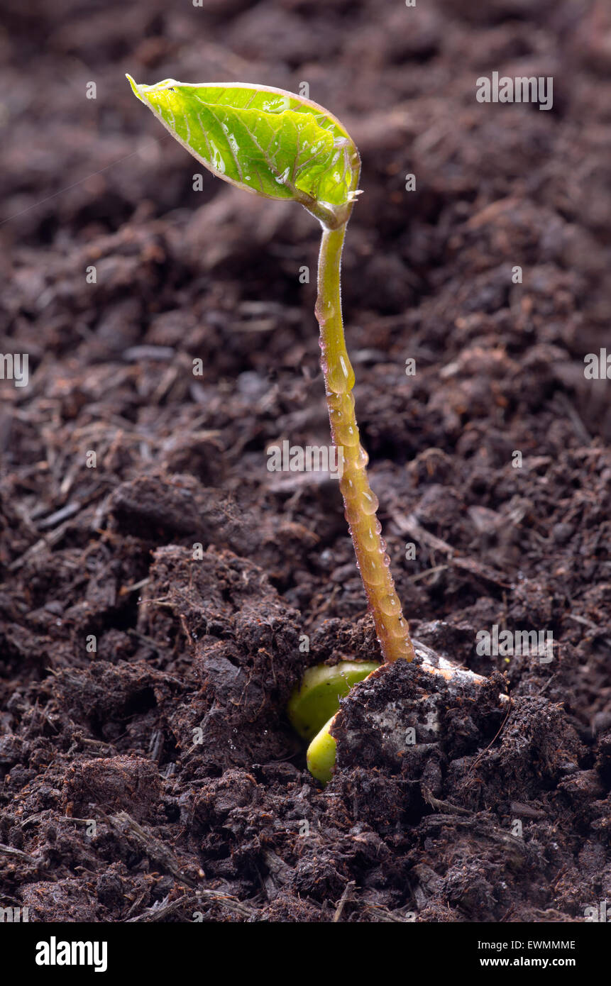Runner Bean Plant emerging from soil Stock Photo - Alamy