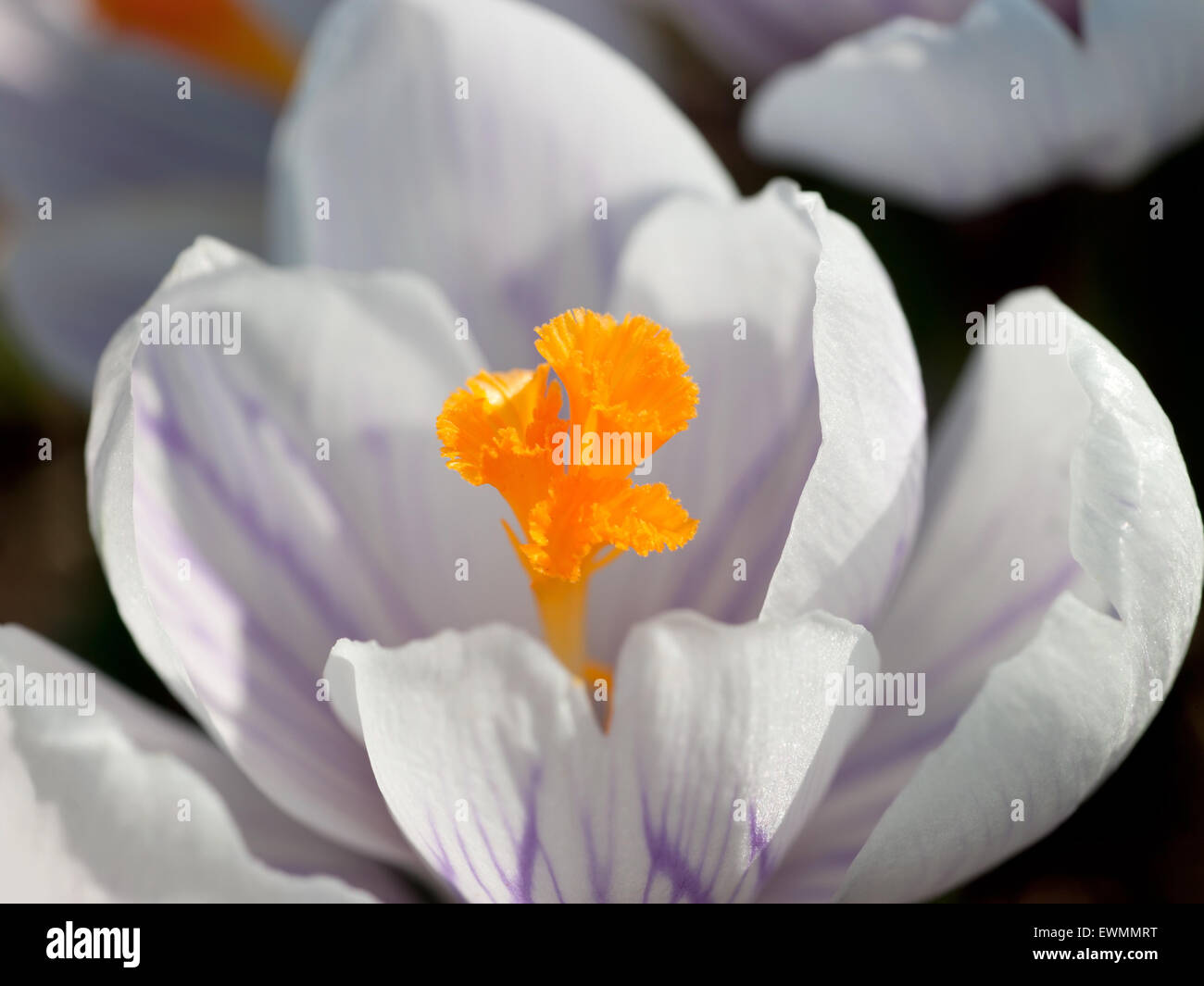 Crocus detail hi-res stock photography and images - Alamy
