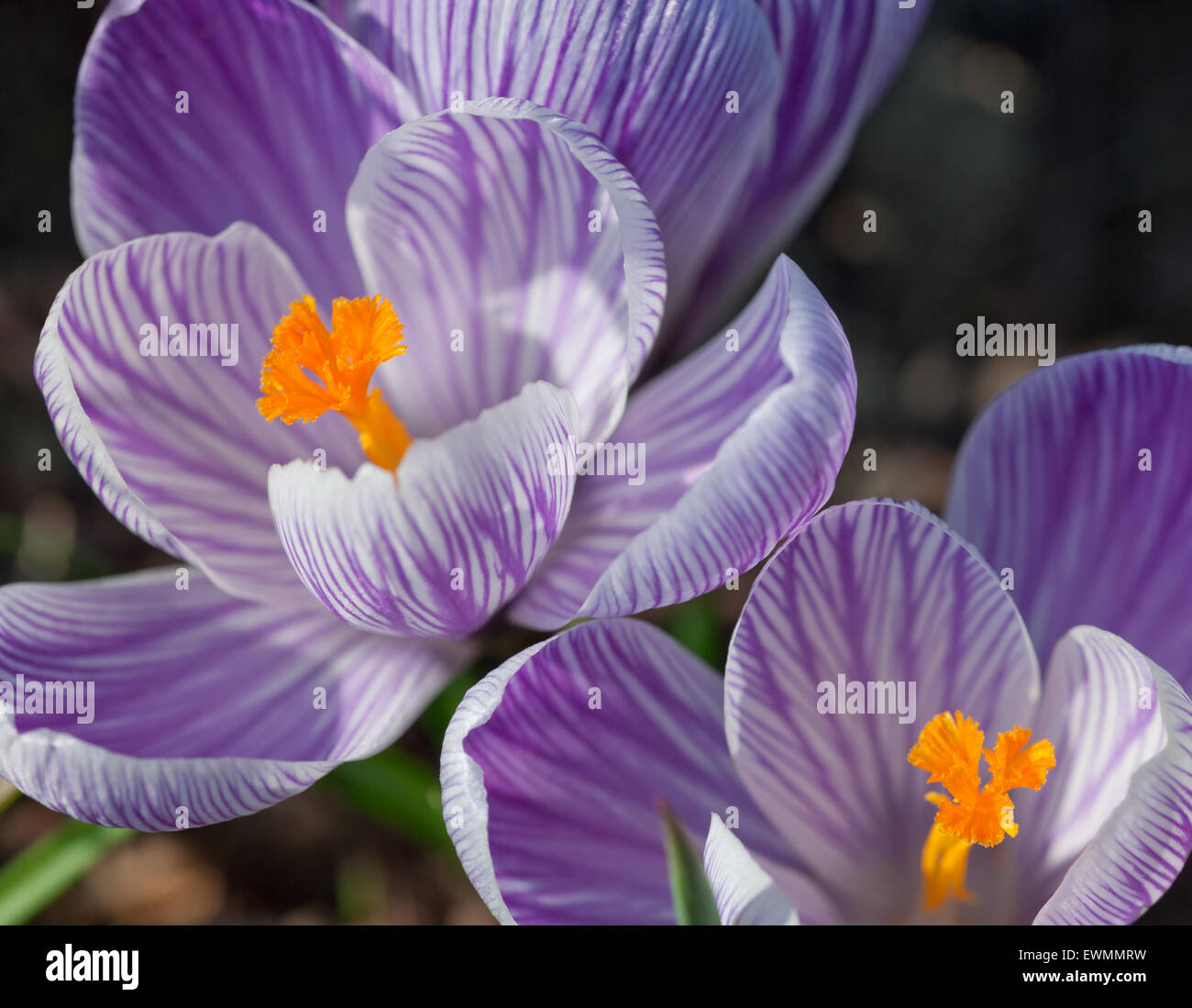 Crocus detail hi-res stock photography and images - Alamy