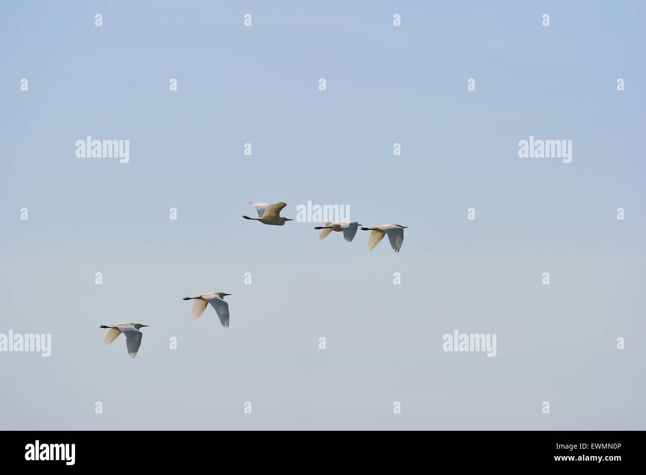 Cattle Egret - Cattle-egret (Bubulcus ibis - Ardea ibis - Egretta ibis ...