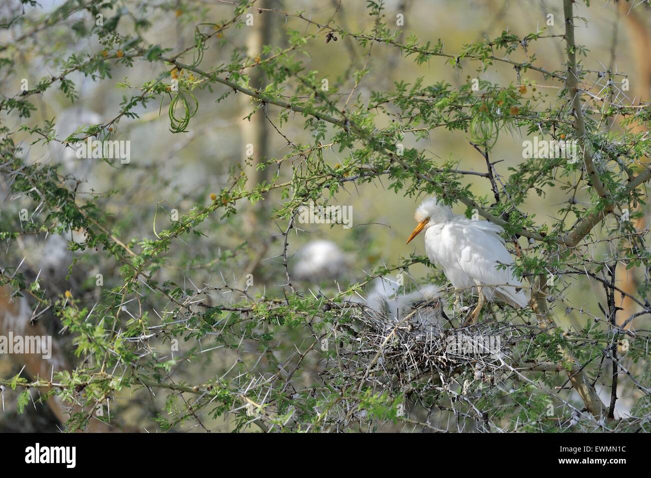 Cattle Egret - Cattle-egret (Bubulcus ibis - Ardea ibis - Egretta ibis ...