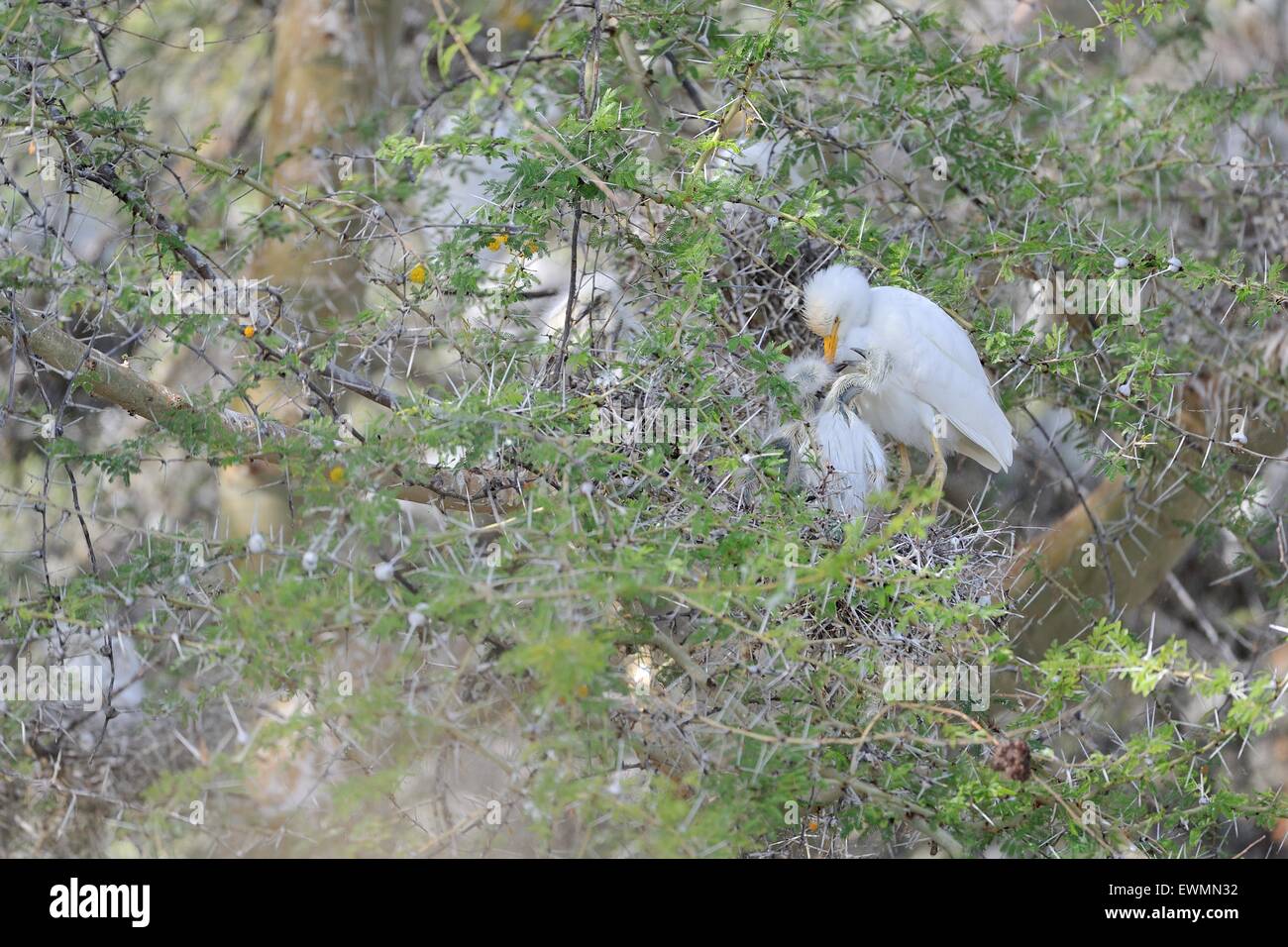 Cattle Egret - Cattle-egret (Bubulcus ibis - Ardea ibis - Egretta ibis ...