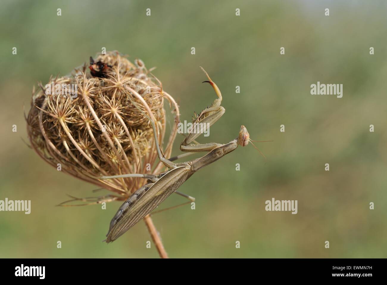 European Praying Mantis - European Mantis (Mantis religiosa) brown ...