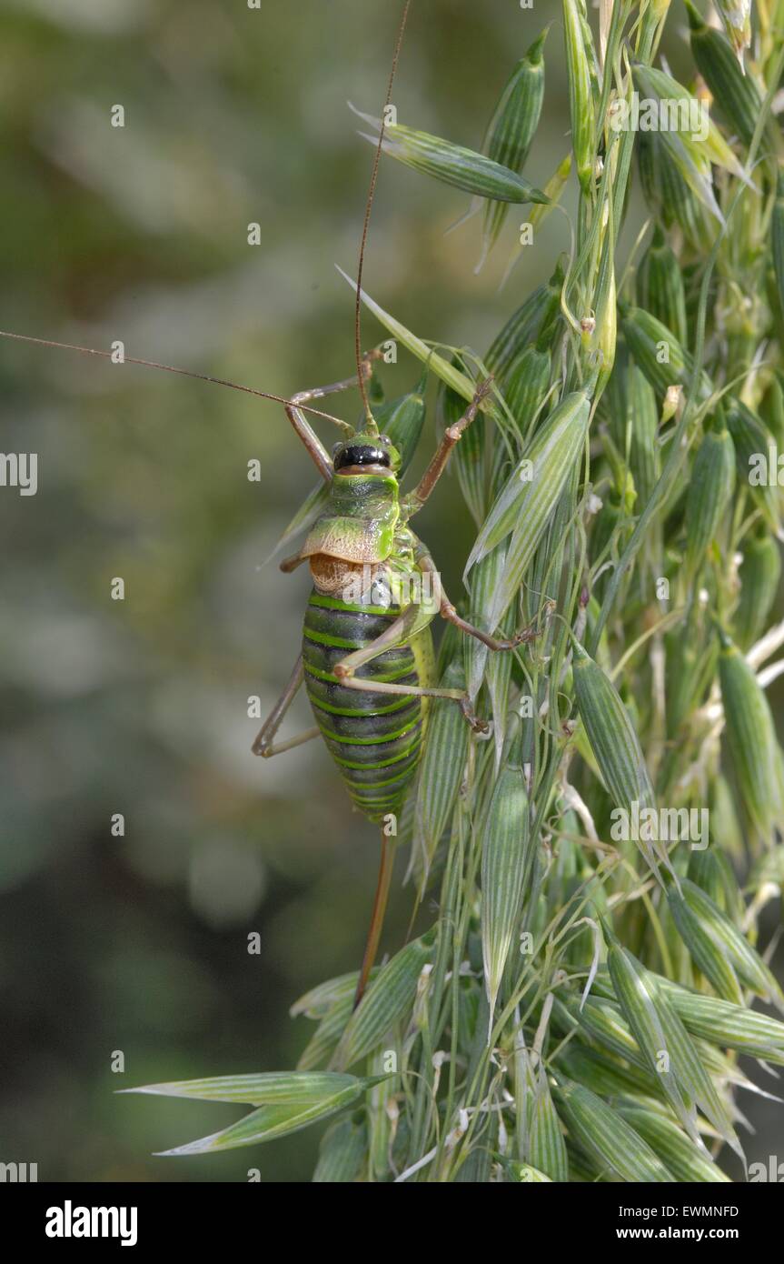 Katydid egg hi-res stock photography and images - Alamy