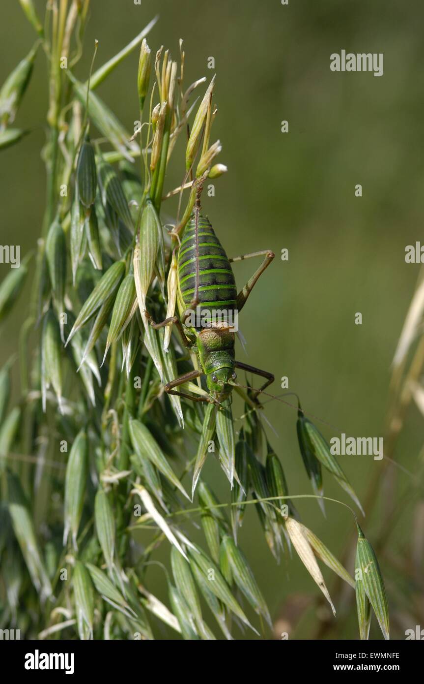 Female katydid ovipositor hi-res stock photography and images - Alamy