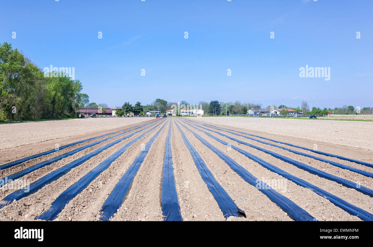 Agricultural work: preparing the fields for planting the rooted grafts ...