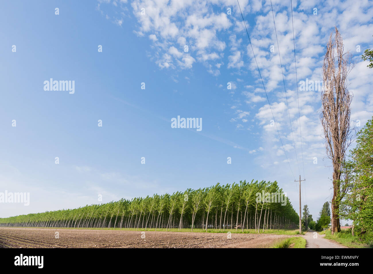 Planting of poplars for the production of cellulose Stock Photo - Alamy