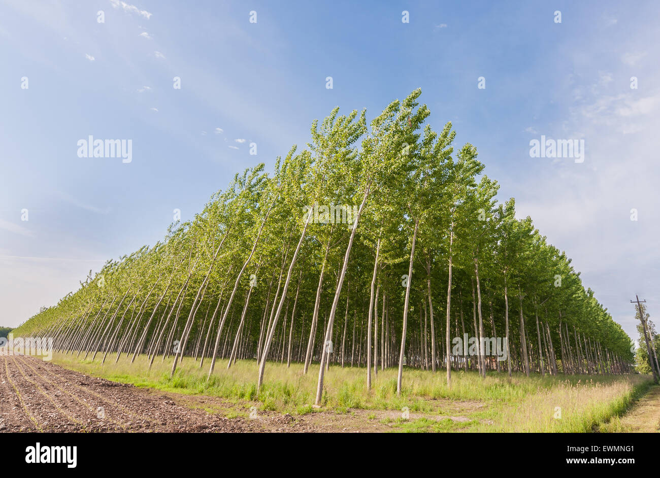 Planting of poplars for the production of cellulose Stock Photo - Alamy