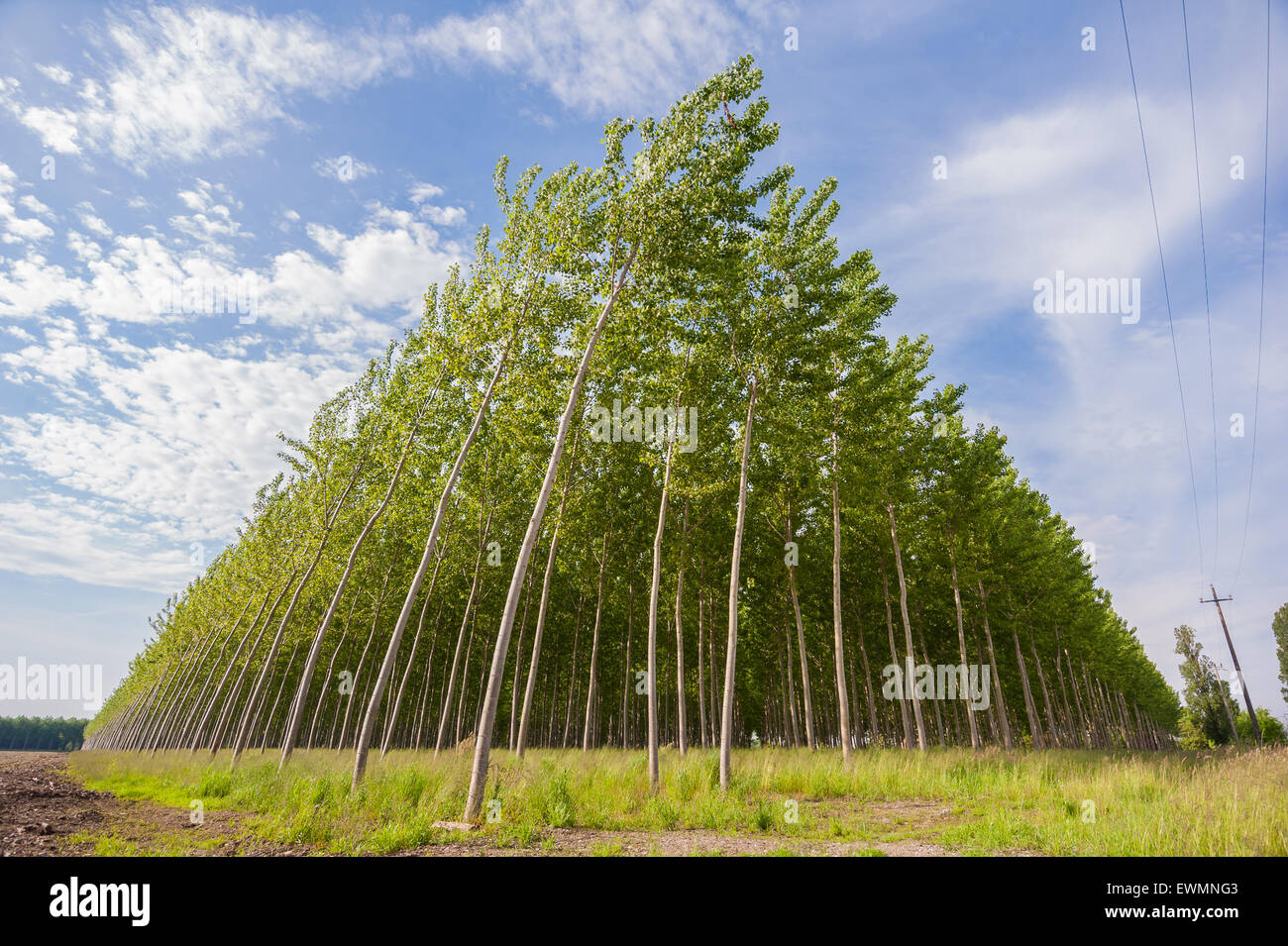 Planting of poplars for the production of cellulose Stock Photo - Alamy