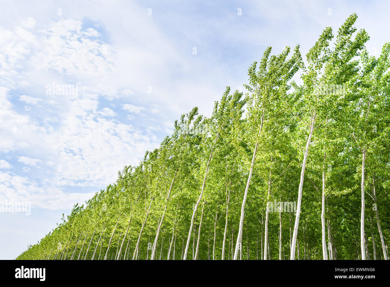 Planting of poplars for the production of cellulose Stock Photo - Alamy