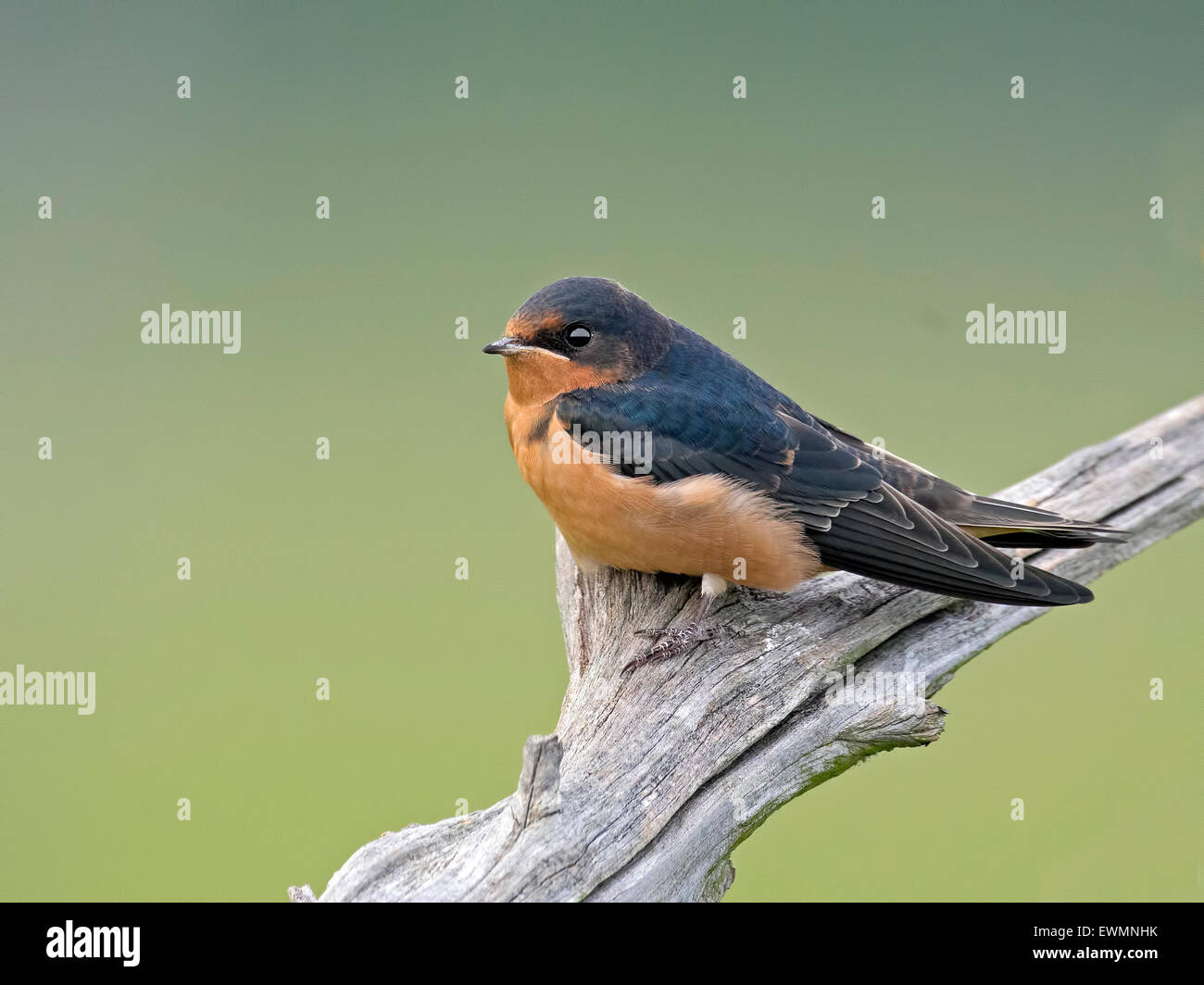 Barn swallow hi-res stock photography and images - Alamy