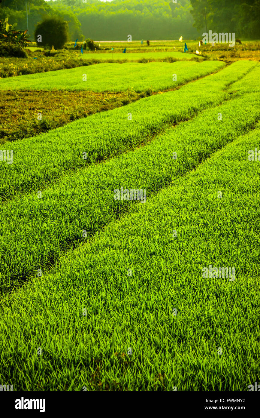 Vast fields of rice Stock Photo - Alamy