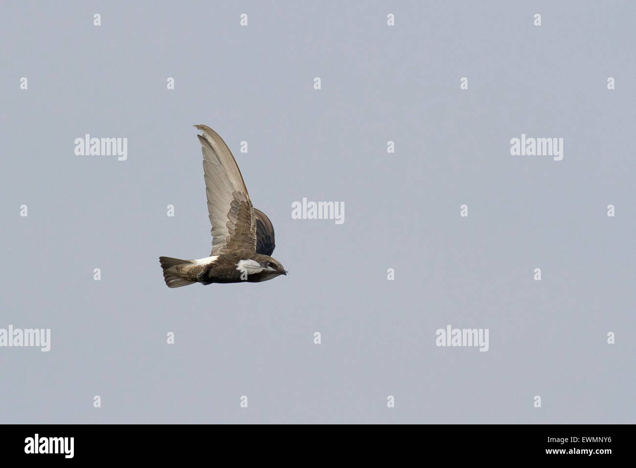 little swift (Apus affinis) in flight with nesting material Stock Photo ...