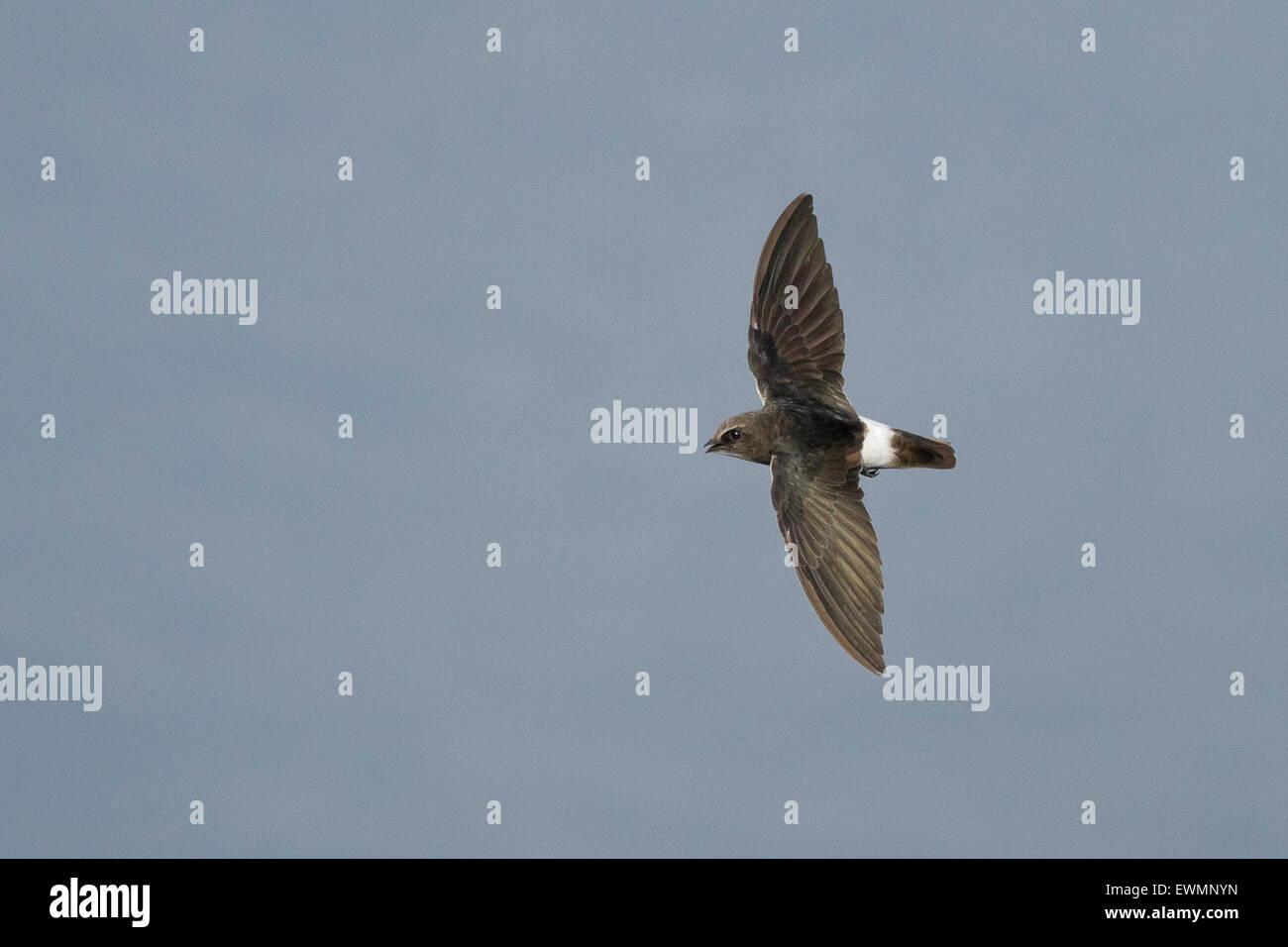 Swift bird hi-res stock photography and images - Alamy