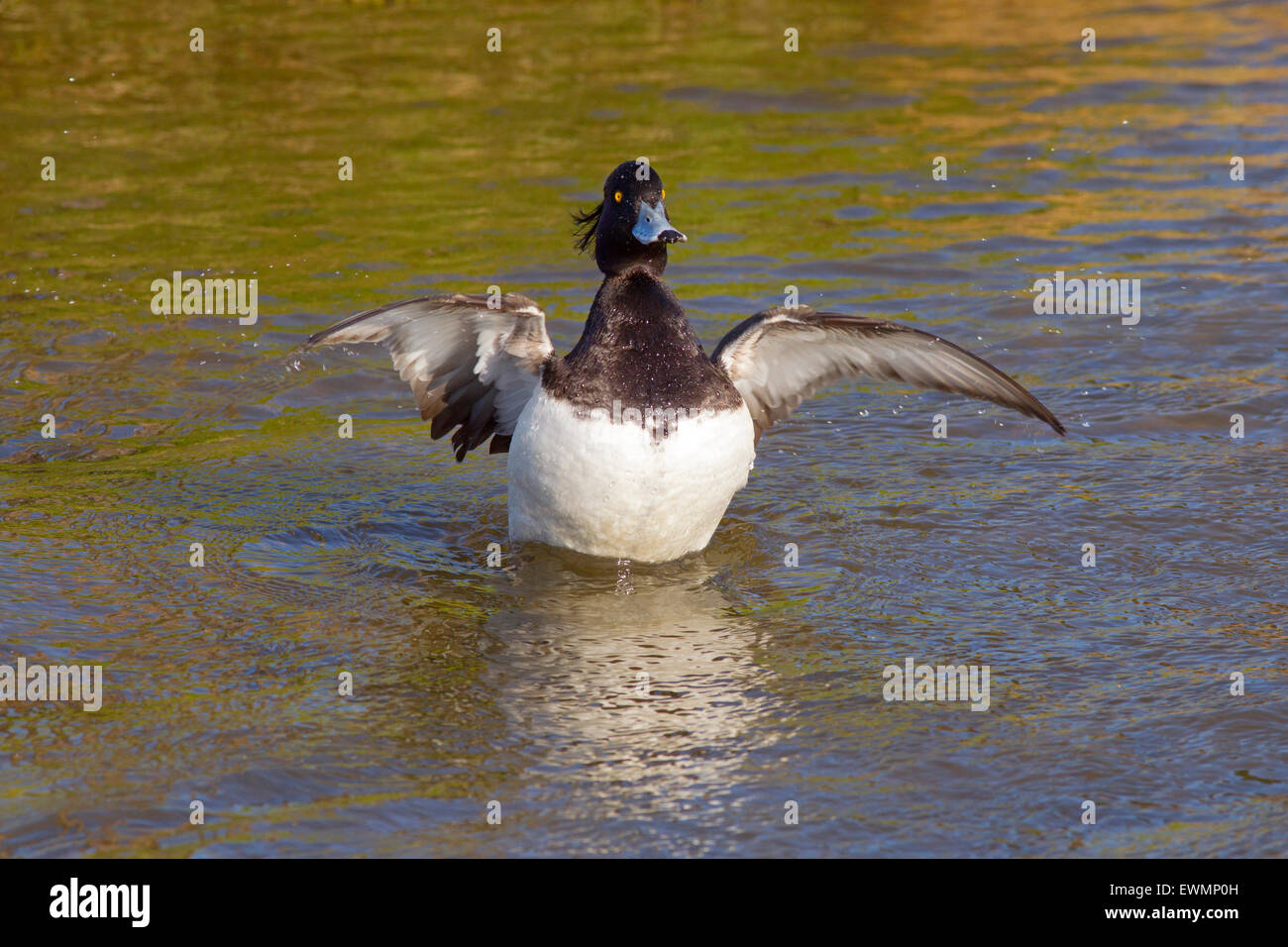 Tufted Duck Aythya fuligula male wing stretching Stock Photo - Alamy