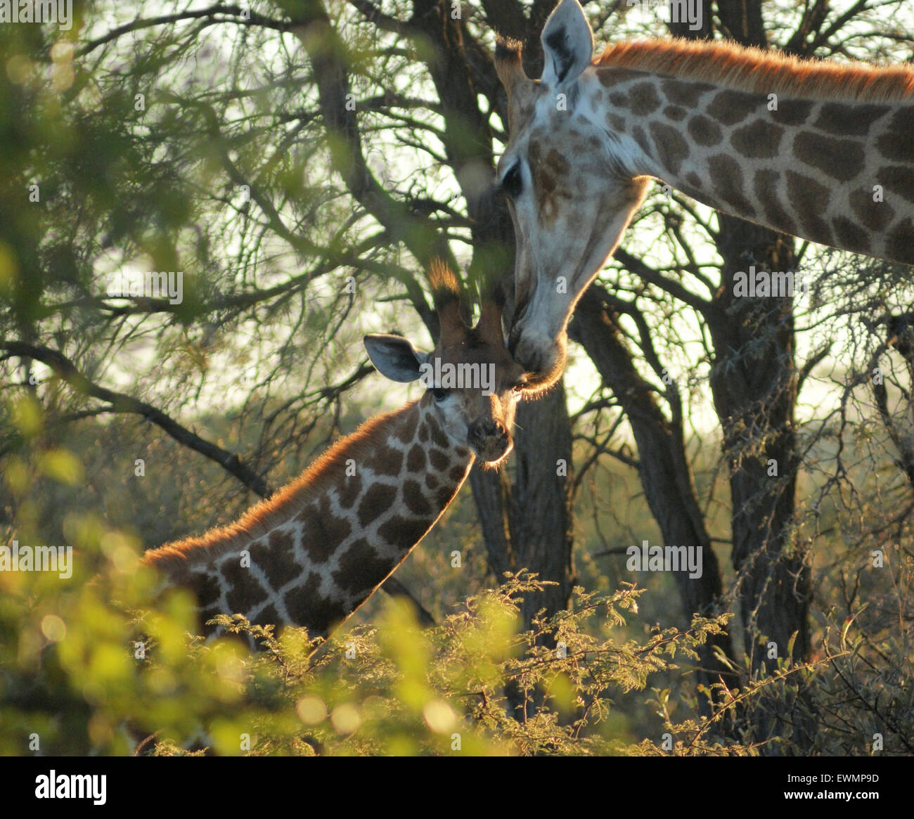evening scenery including two giraffes at the Savuti Marsh area in the ...