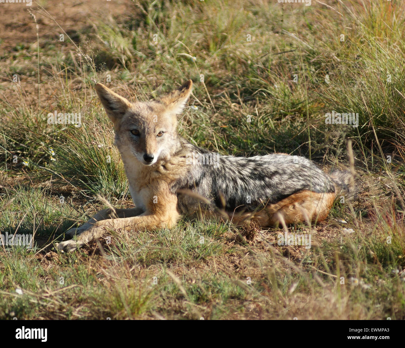 a jackal resting on grassy ground in Botswana Stock Photo - Alamy