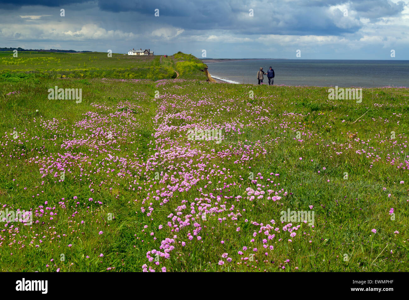 Coastal Path at Weybourne Norfolk in Spring with coastal flowers Stock ...