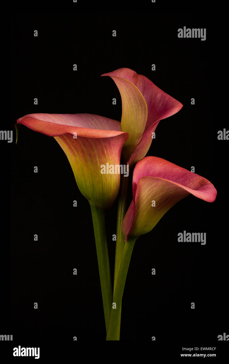Colourful Calla lilies on black background Stock Photo - Alamy
