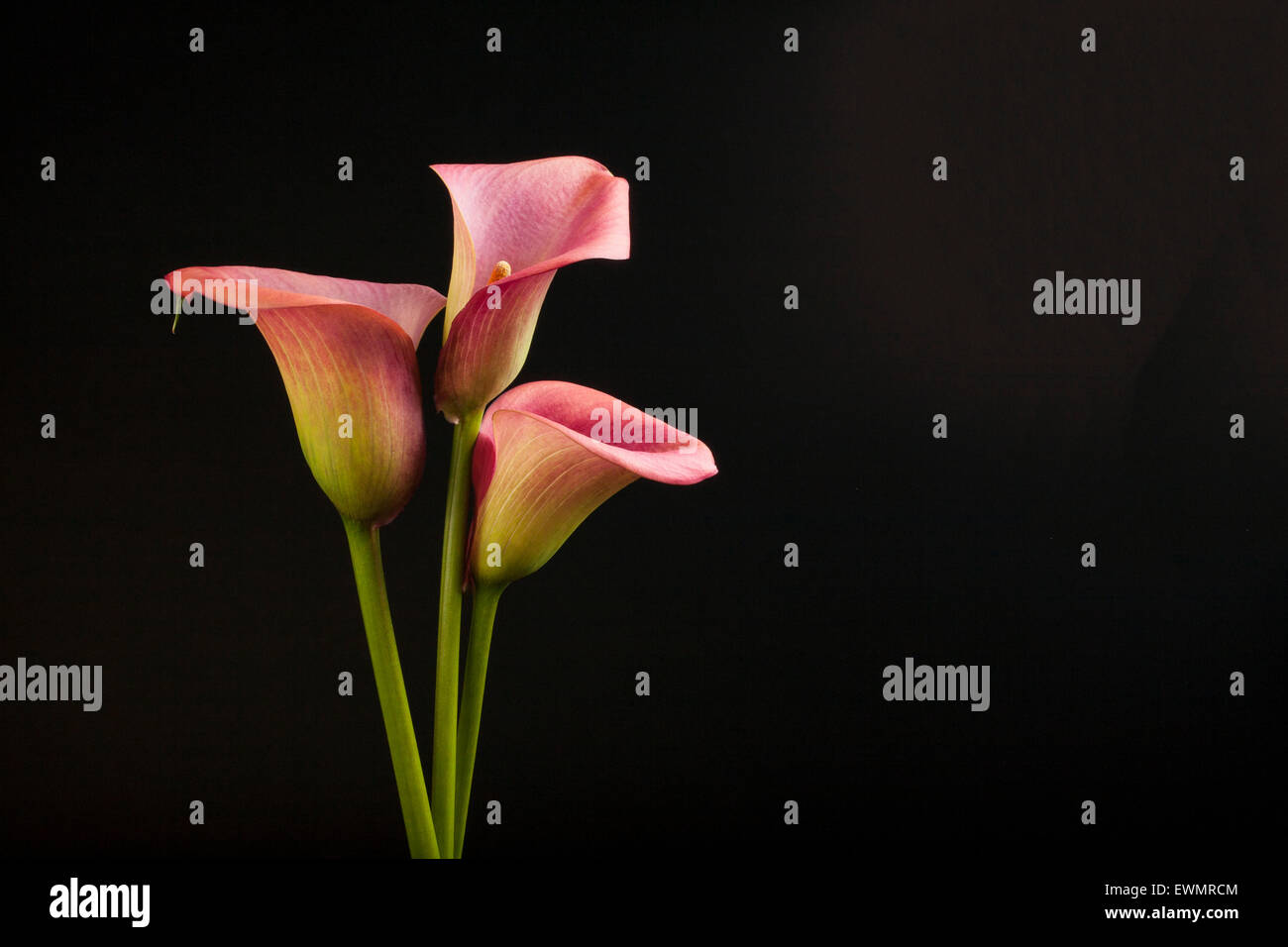 Colourful Calla lilies on black background Stock Photo - Alamy
