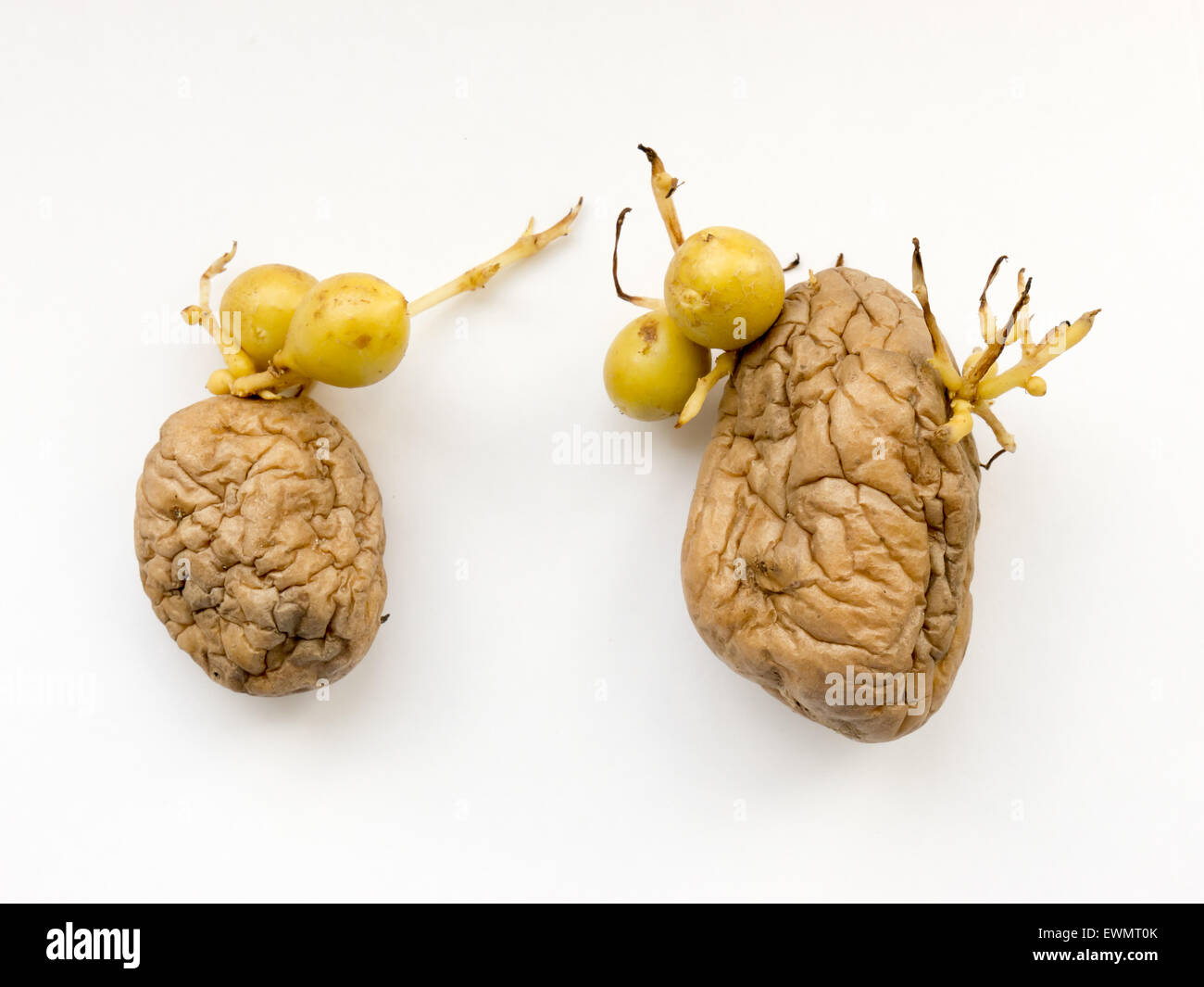 Cartoon mustache face hi-res stock photography and images - Alamy