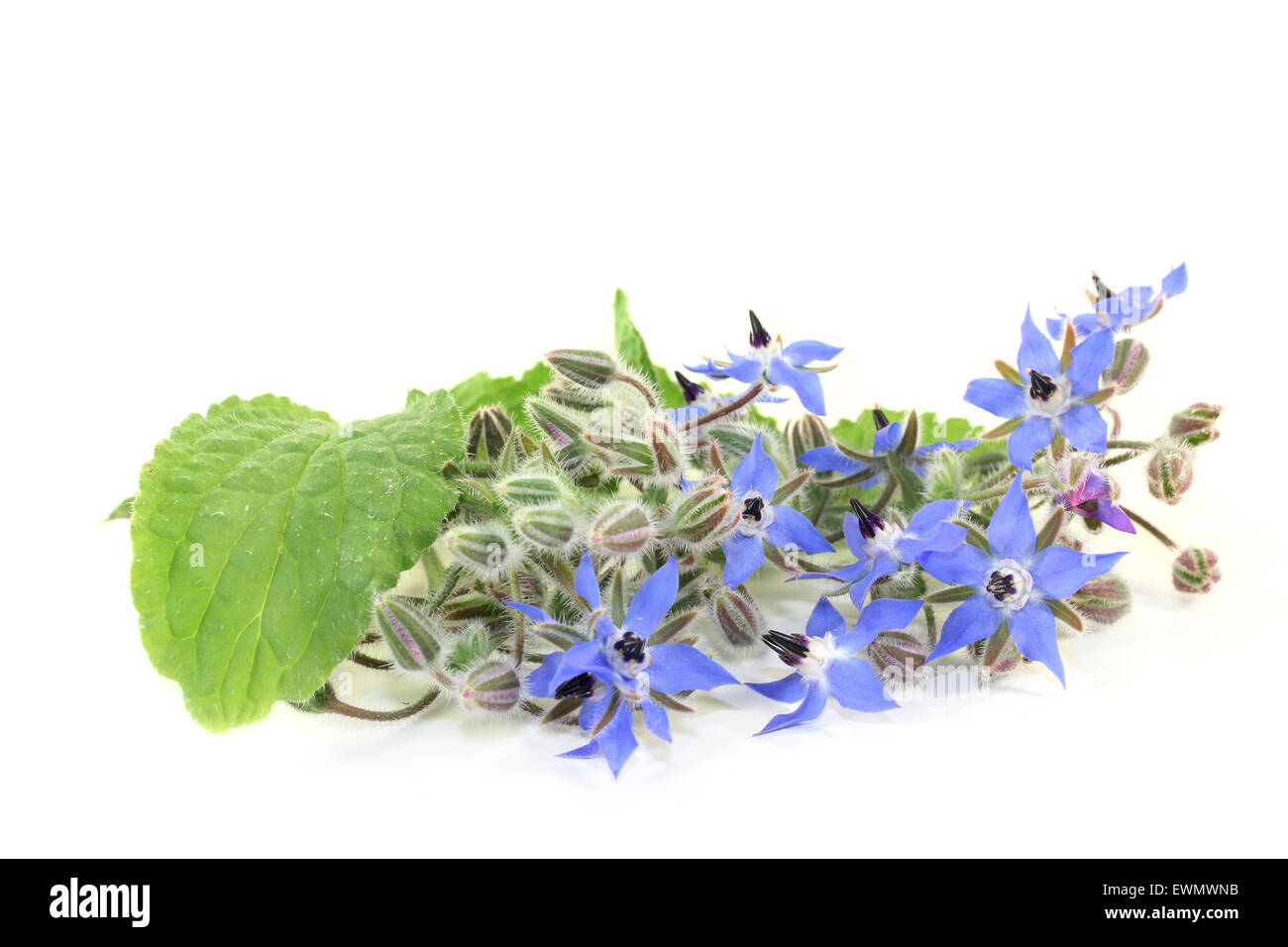 Borage leaves and flowers on a bright background Stock Photo - Alamy