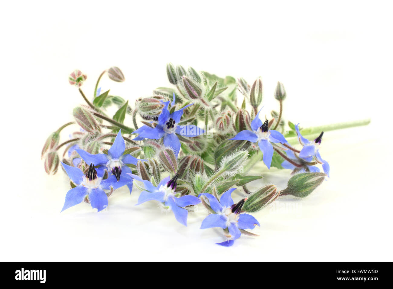 Borage leaves and flowers on a bright background Stock Photo - Alamy