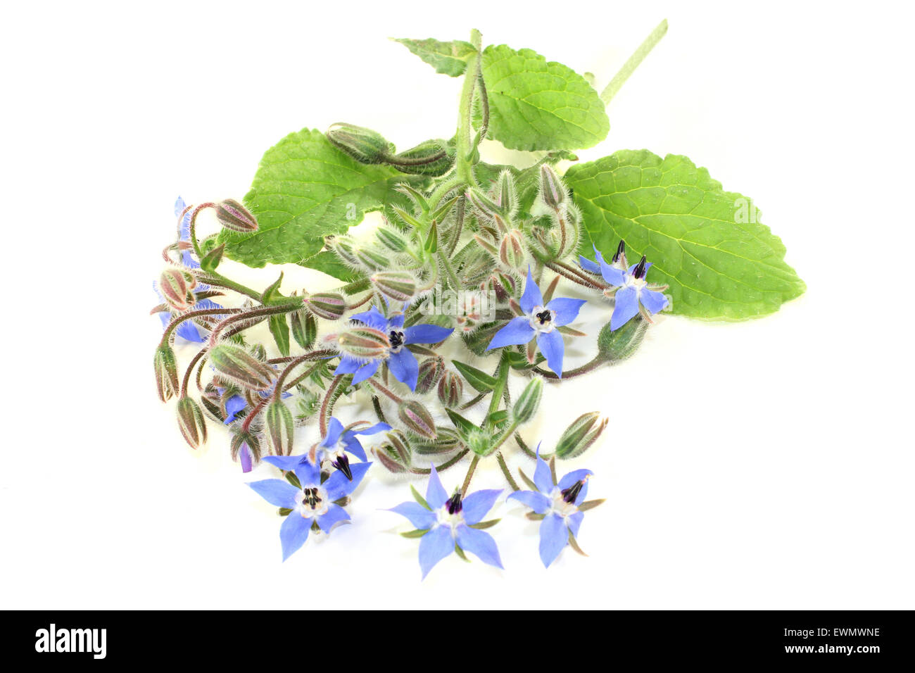Borage leaves and flowers on a bright background Stock Photo - Alamy