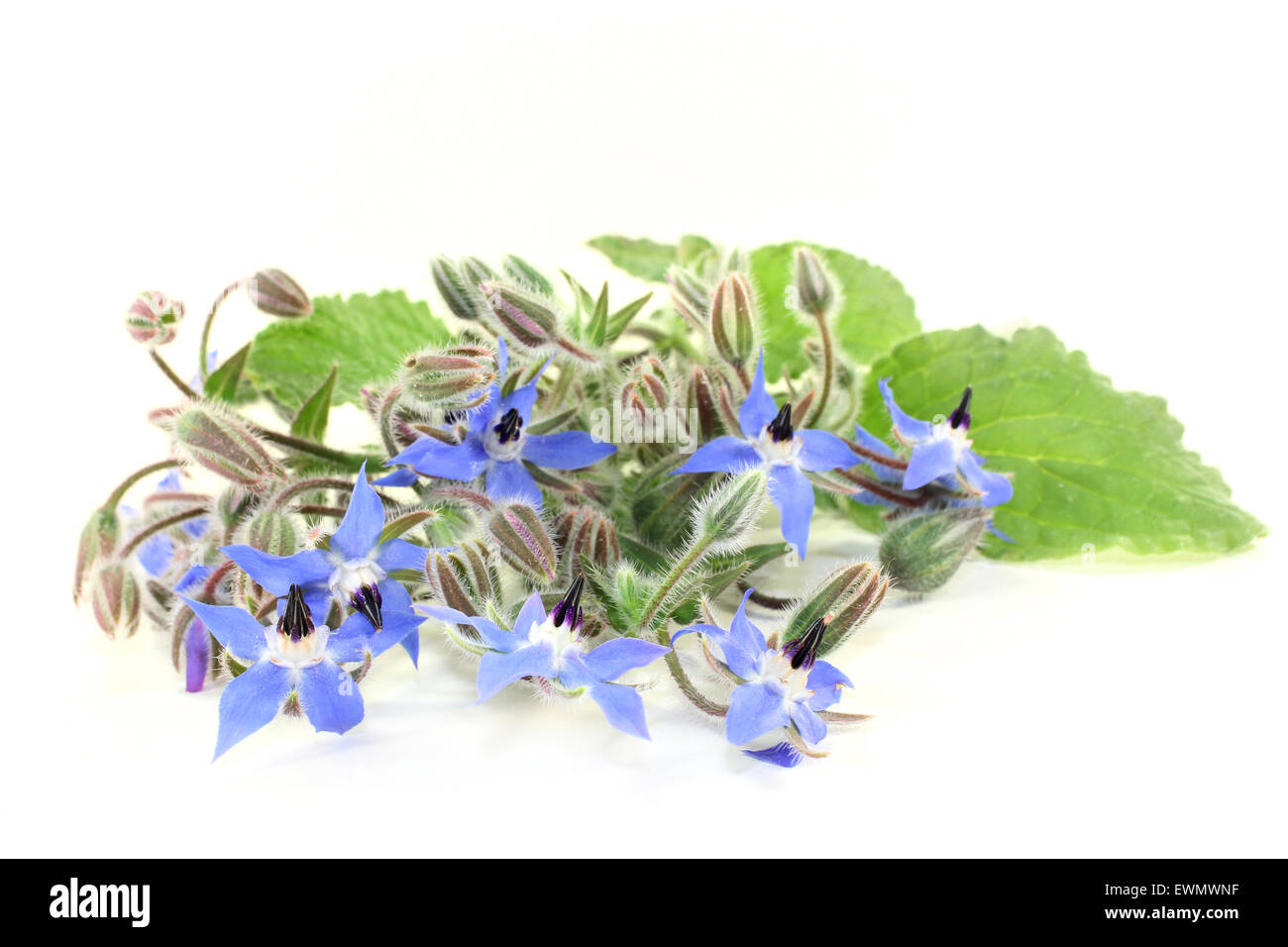 Borage leaves and flowers on a bright background Stock Photo - Alamy