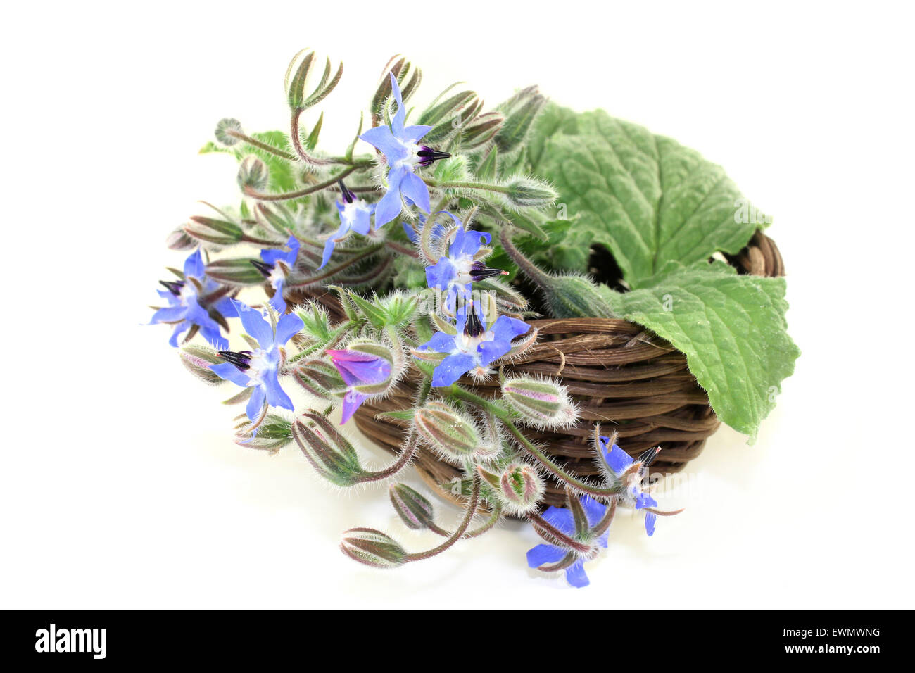 Borage leaves and flowers on a bright background Stock Photo - Alamy