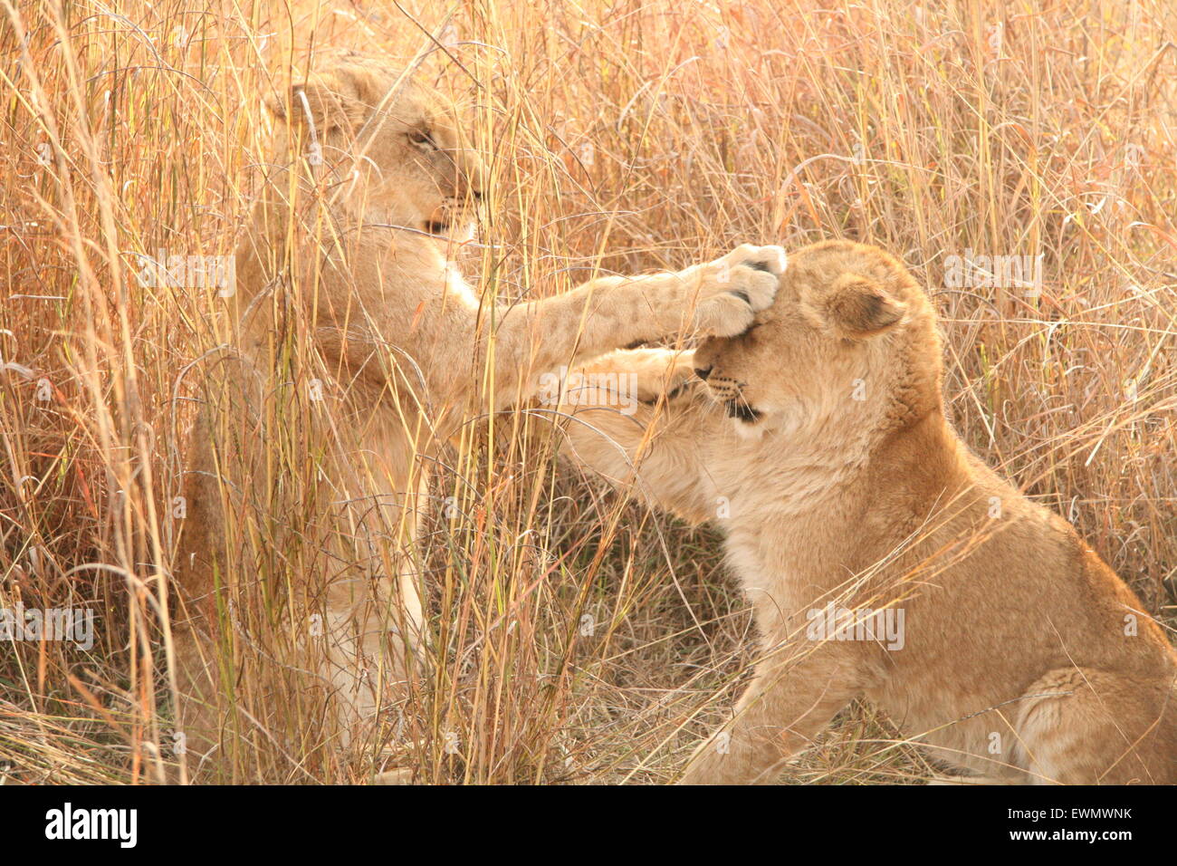 Lion Cubs Play fighting, South Africa Stock Photo - Alamy