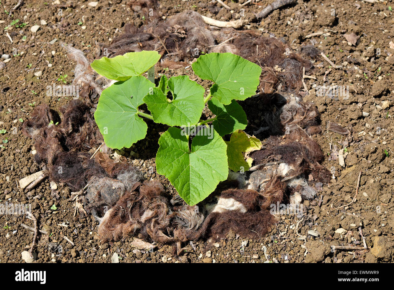 Brown sheep wool surrounds a young crookneck squash plant to deter ...