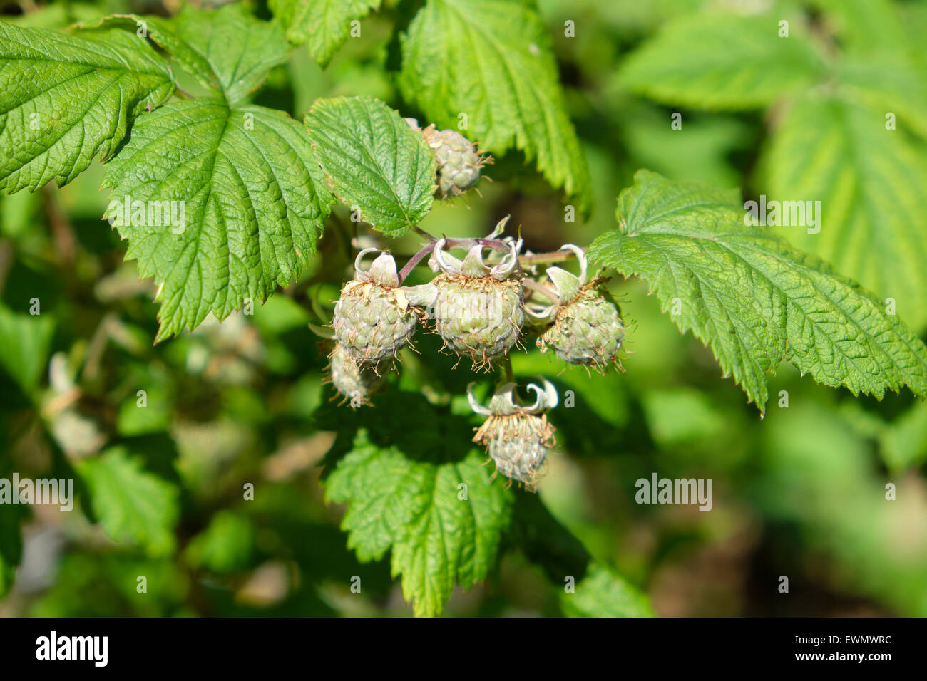 Unripened green raspberry soft fruit plant growing in garden in a late ...