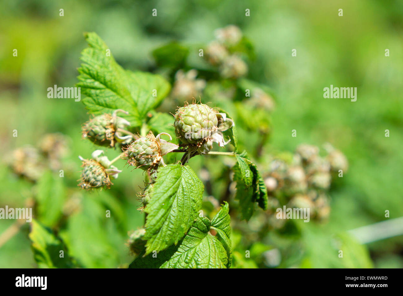 Unripened green raspberry soft fruit plant growing in garden in a late ...